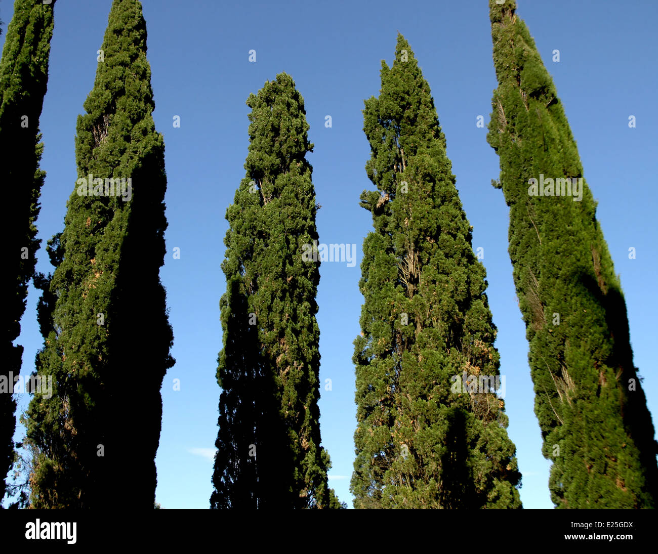 Cypress cemetery hi-res stock photography and images - Alamy