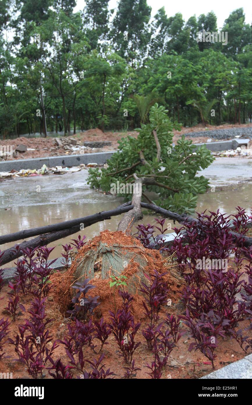 Xiamen, China's Fujian Province. 16th June, 2014. A tree lies uprooted ...