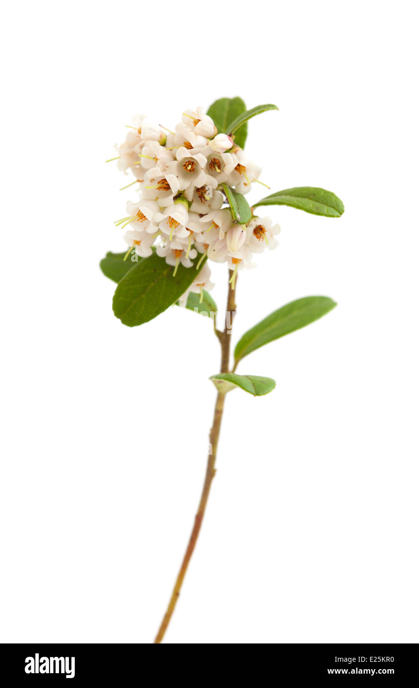 Tiny white flowers on Cut Out Stock Images & Pictures - Alamy