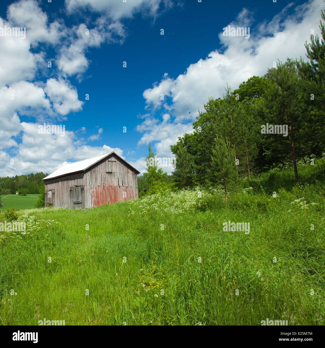 Finnish summer landscape old barn hi-res stock photography and images ...
