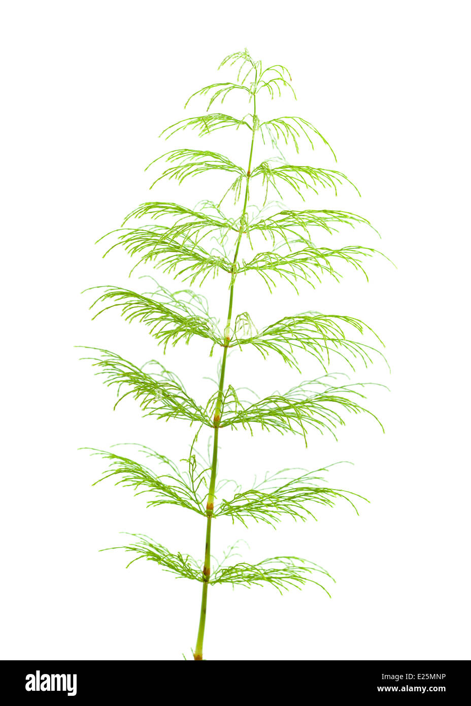 Horsetail equisetum plant on Cut Out Stock Images & Pictures - Alamy