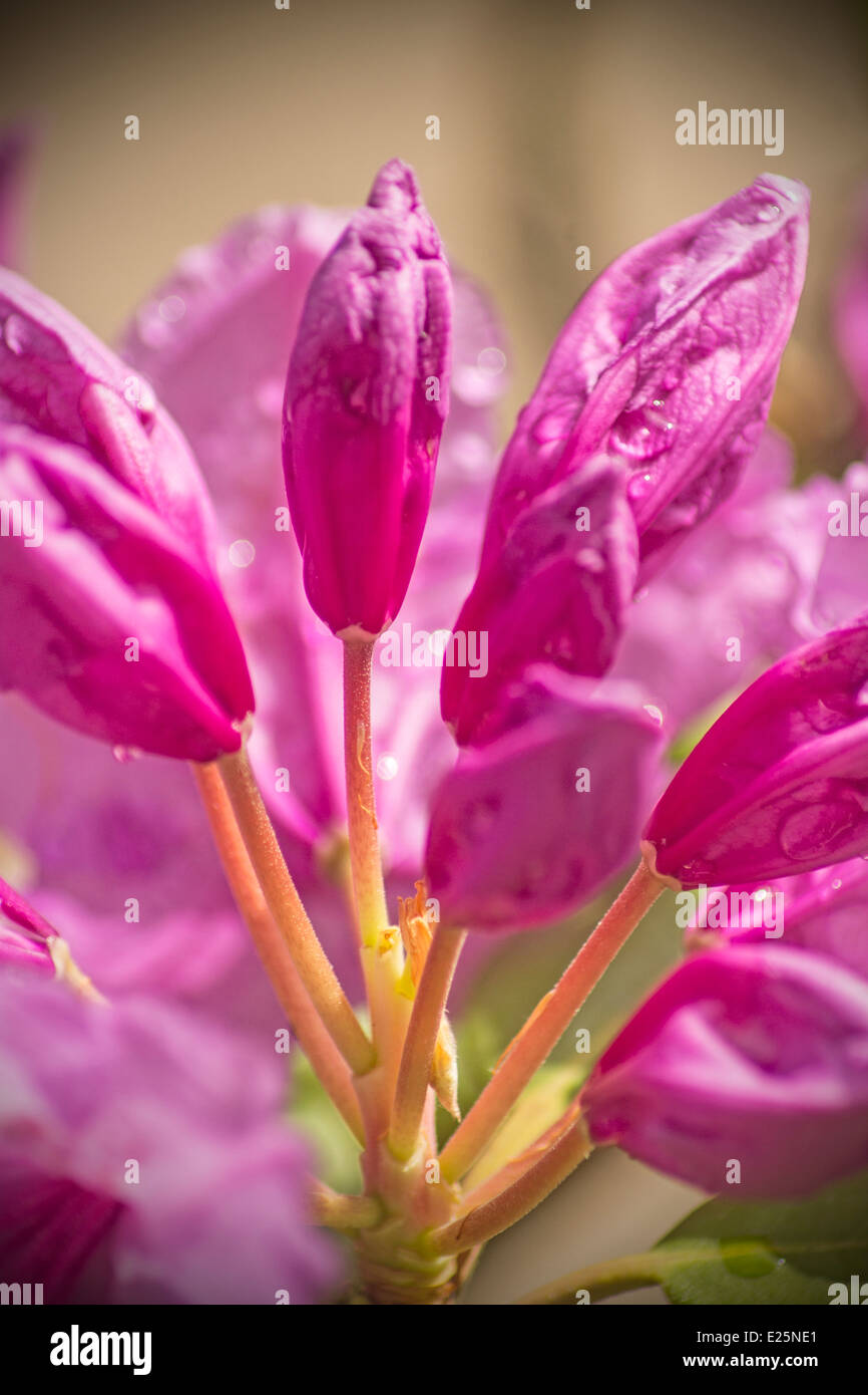 Purple flower buds ready for bloom Stock Photo - Alamy