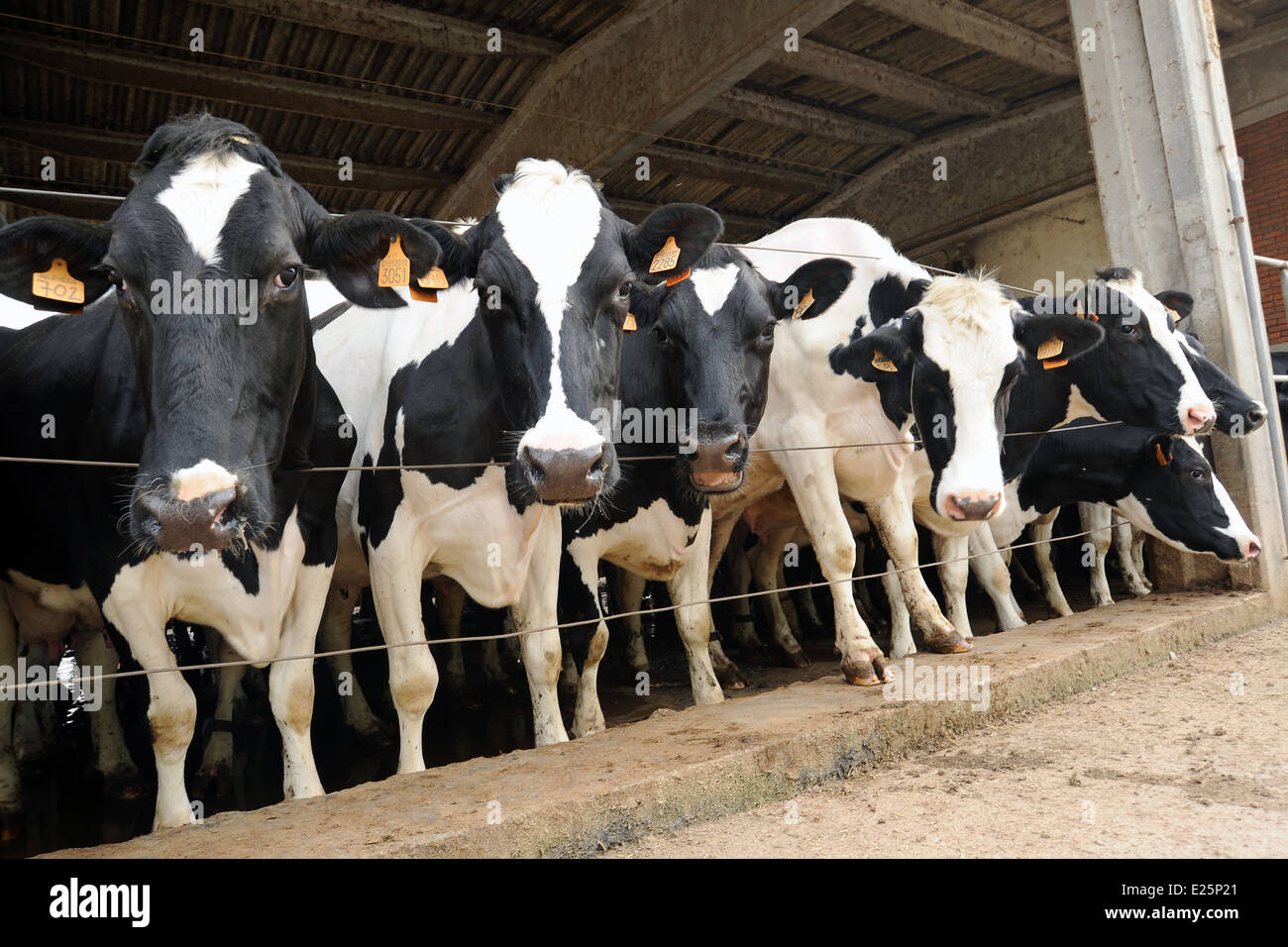 Black and white Holstein cows Stock Photo - Alamy