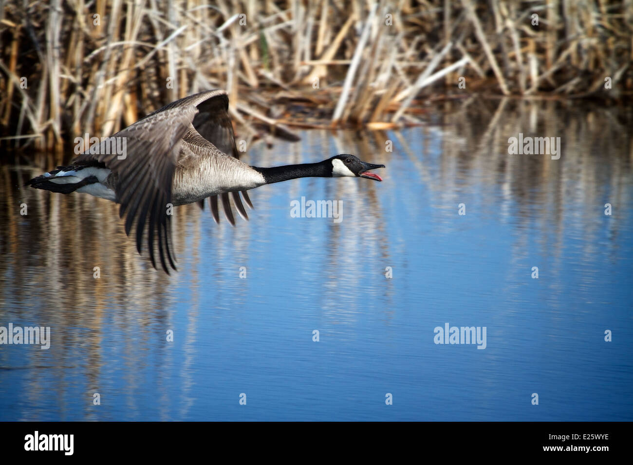 Wildlife marsh hi-res stock photography and images - Alamy
