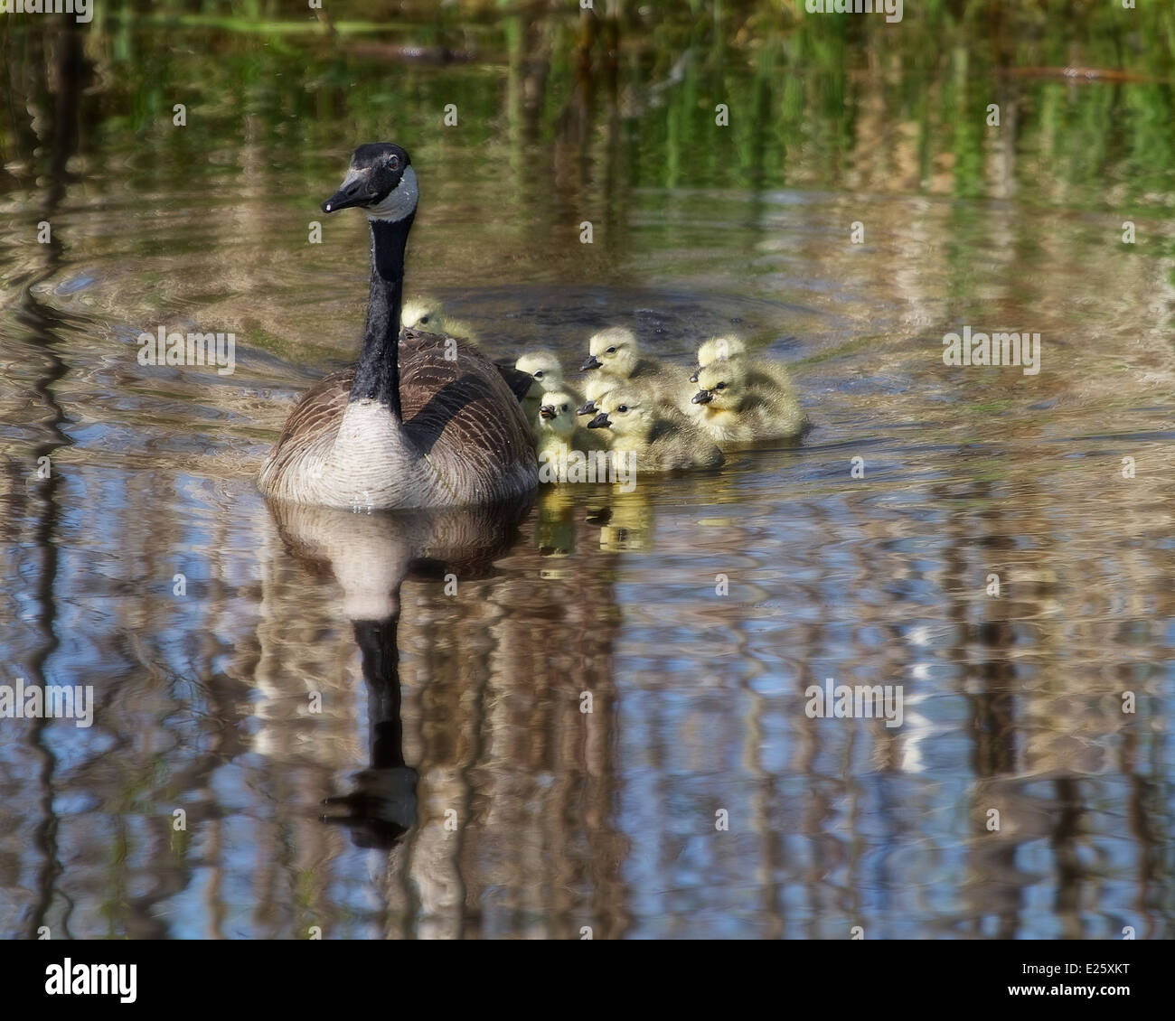 A Canada goose and goslings floating on a springtime pond Stock Photo ...