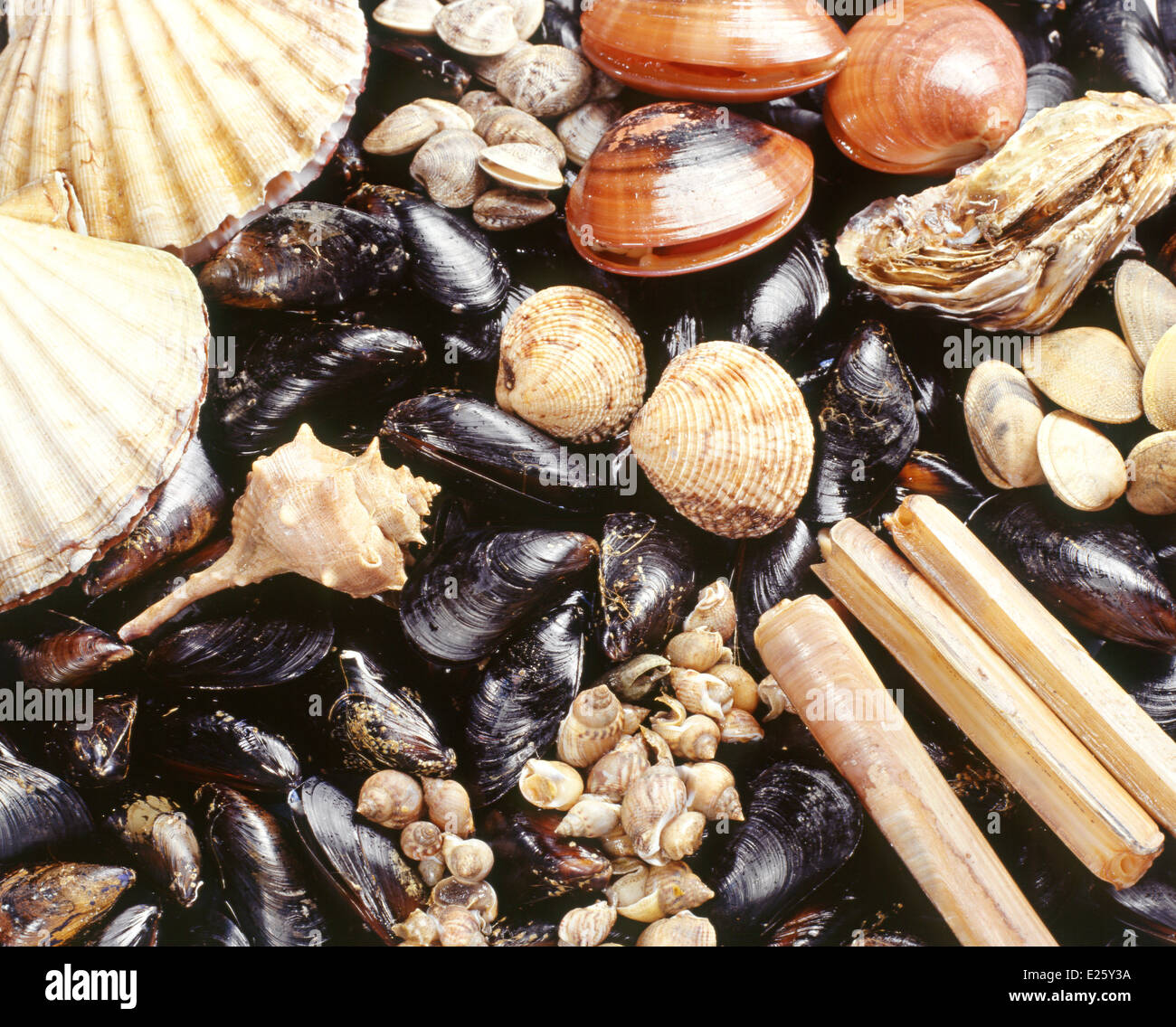 Assortment of fresh shellfish Stock Photo - Alamy