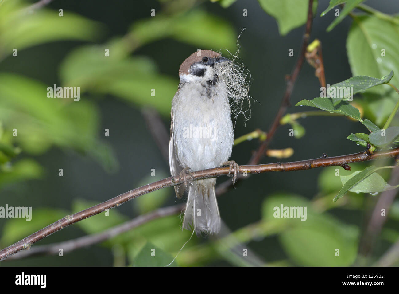 Tree Sparrow Passer montanus Stock Photo - Alamy