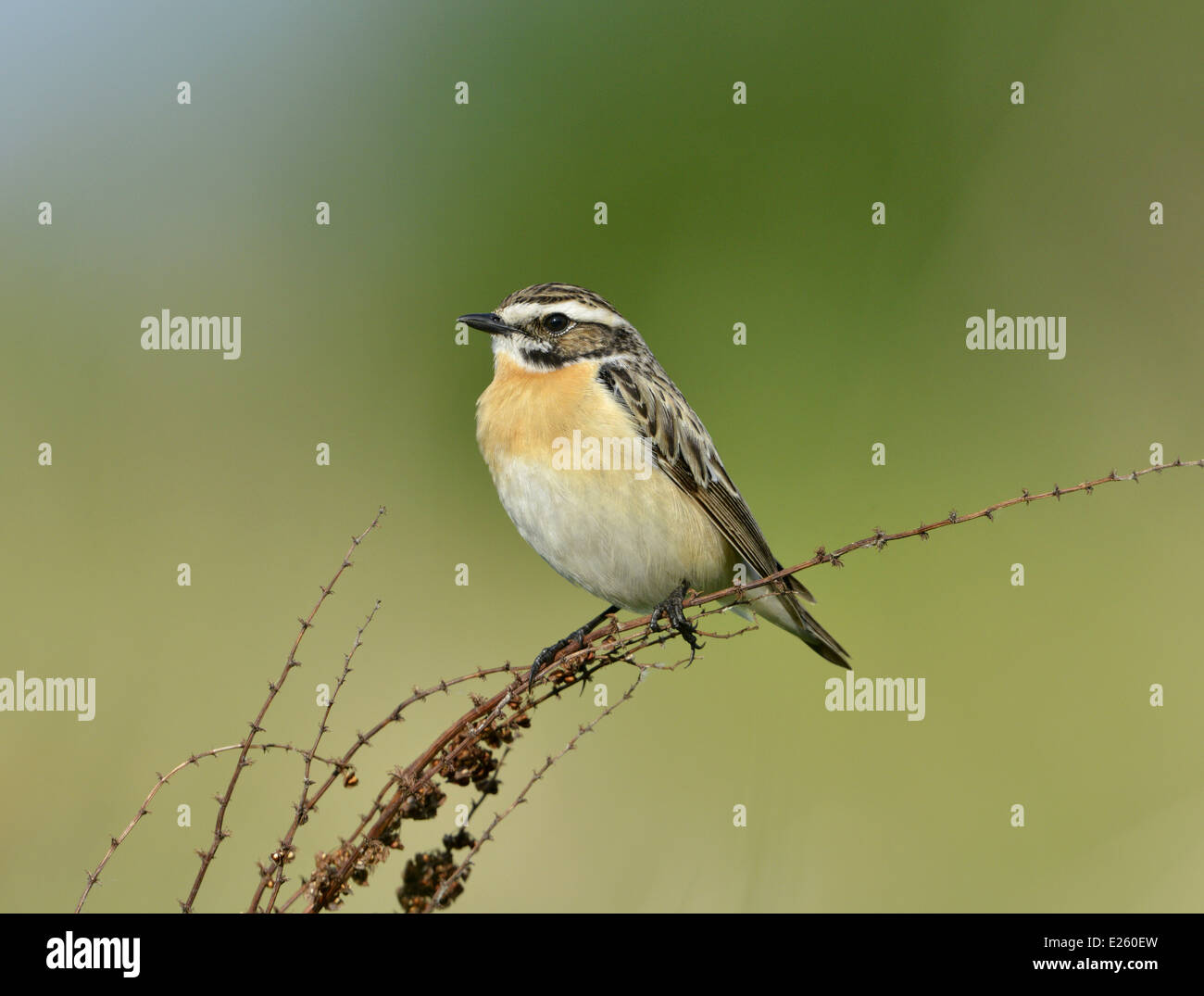 Adult whinchat hi-res stock photography and images - Alamy