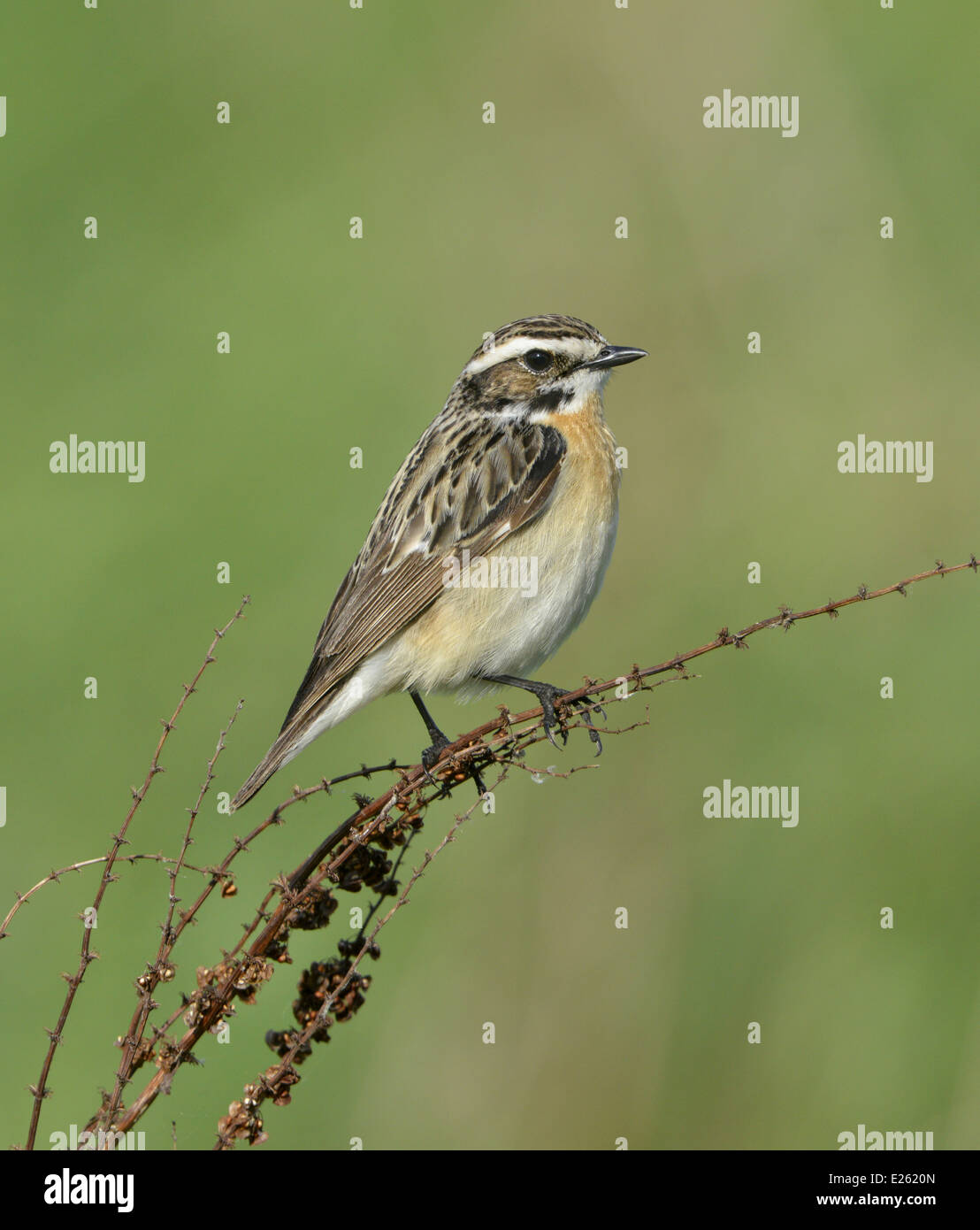 Adult male whinchat hi-res stock photography and images - Alamy