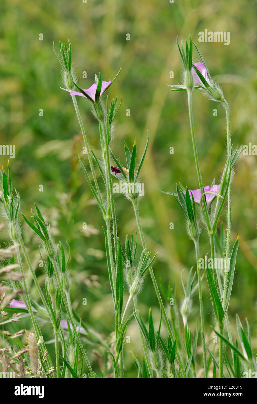 Corncockle - Agrostemma githago Rare Arable Wild Flower Stock Photo - Alamy