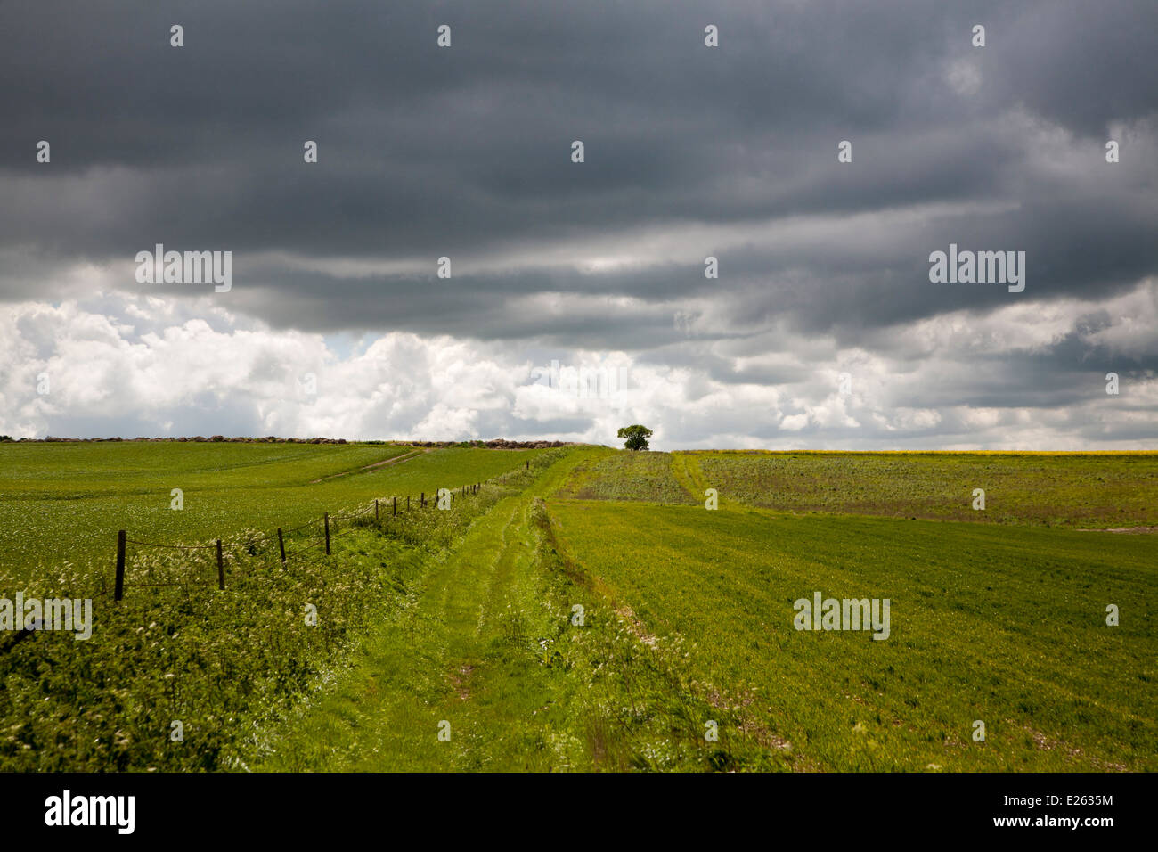 Chalk downland landscape upland scenery All Cannings Down, near East ...