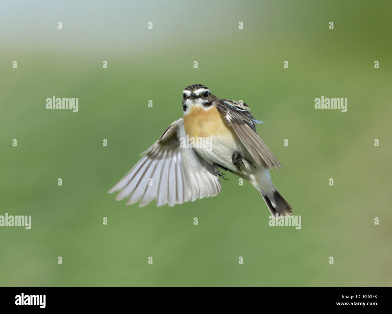 Whinchat hi-res stock photography and images - Alamy