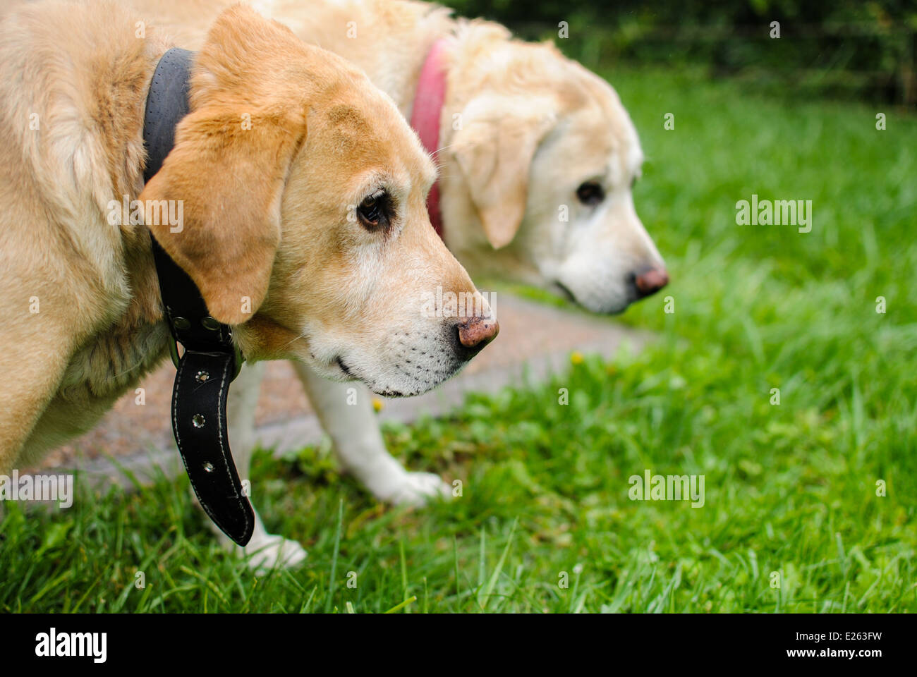 two similar dogs Stock Photo - Alamy