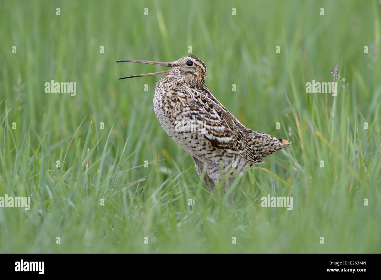 Great snipe africa hi-res stock photography and images - Alamy