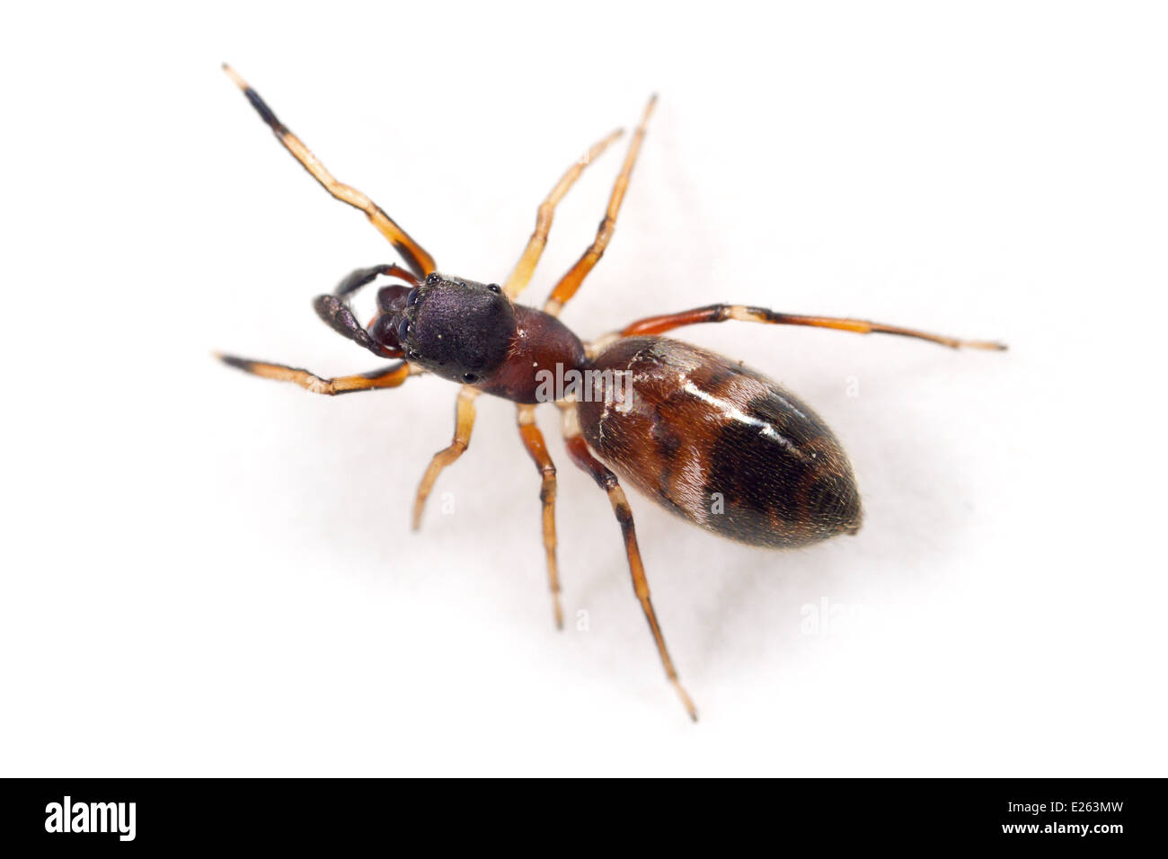 Ant Spider Myrmarachne Formicaria High Resolution Stock Photography and ...