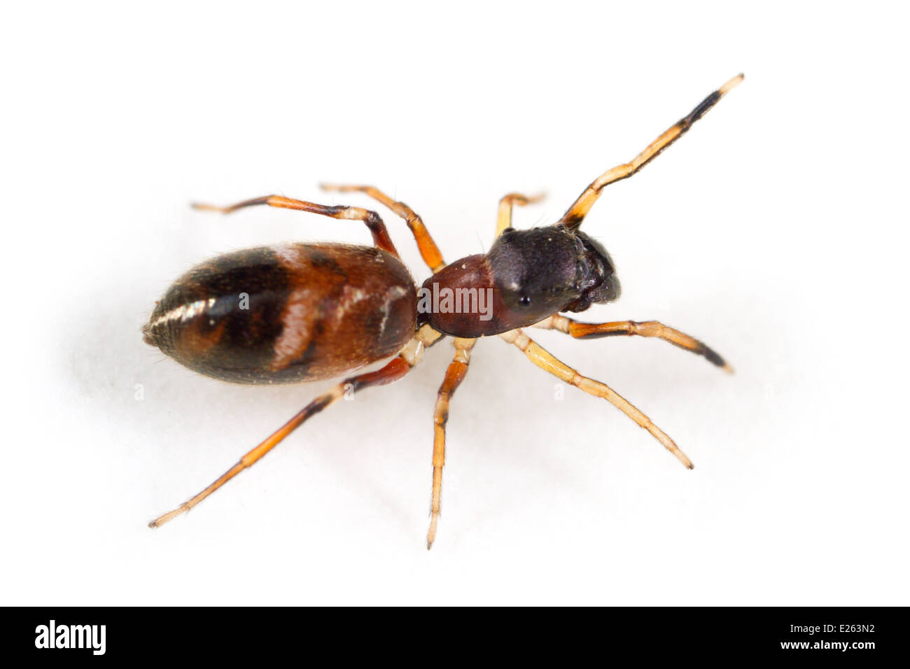 Female Myrmarachne formicaria (Ant-jumper) spider, part of the family ...