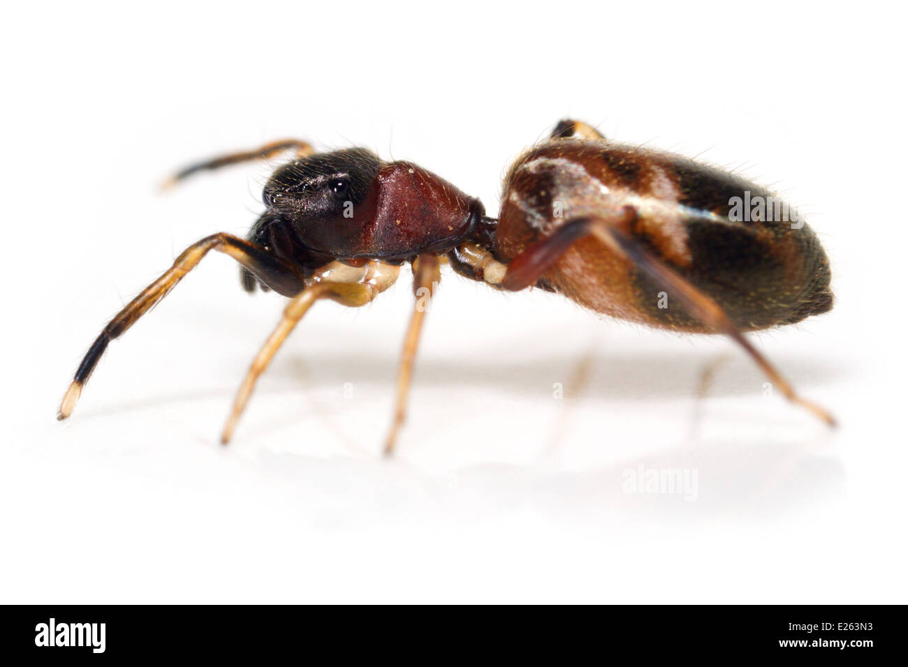 Female Myrmarachne formicaria (Ant-jumper) spider, part of the family ...