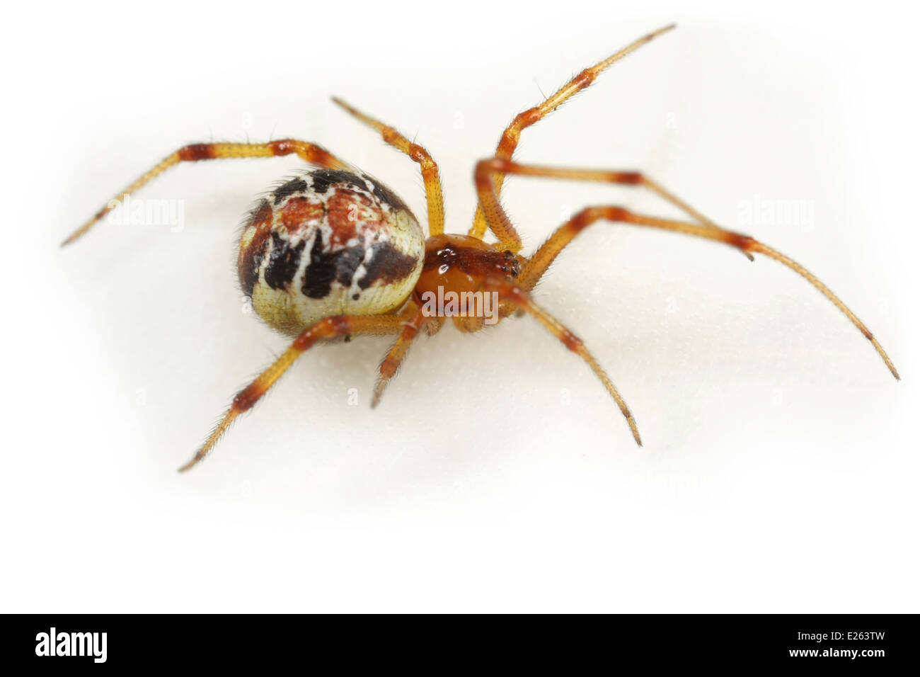 Female Mother care spider (Theridion sisyphium), part of the family ...