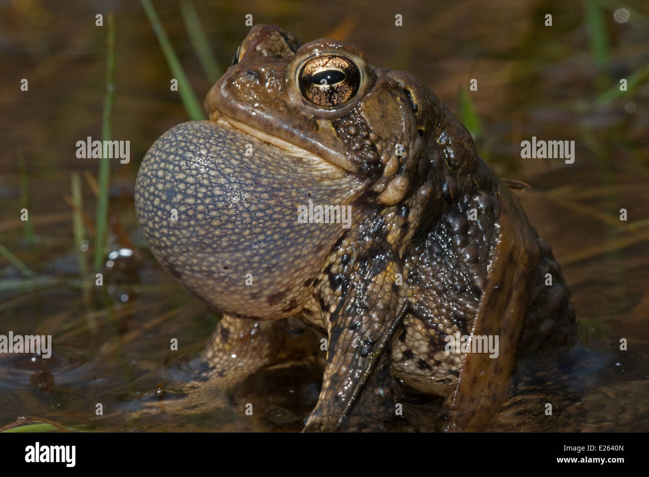 American toad, Bufo americanus, male calling to attract females, New ...