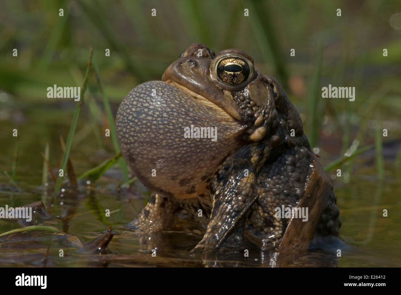 American toad calling bufo americanus hi-res stock photography and ...