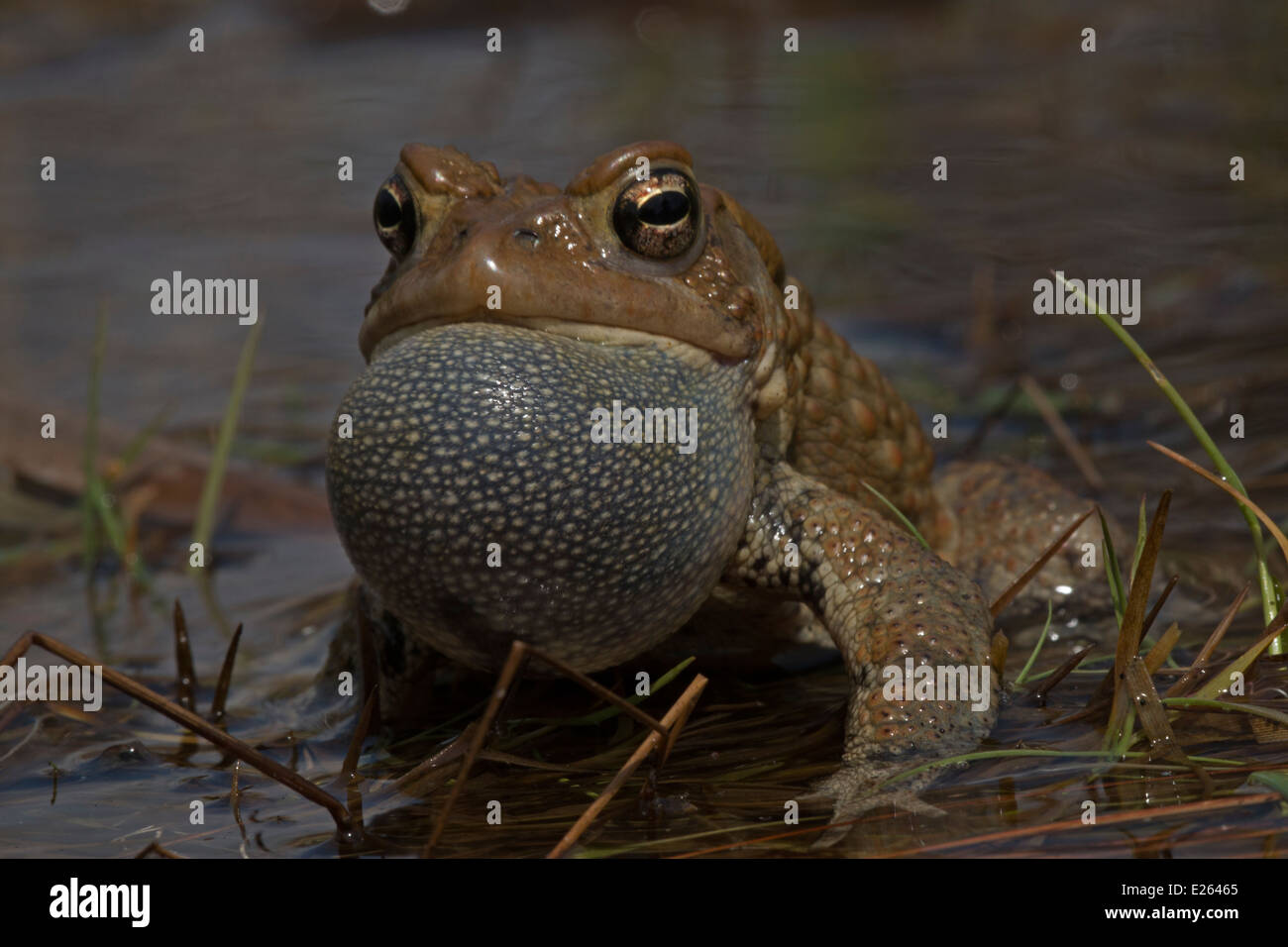 American toad calling bufo americanus hi-res stock photography and ...