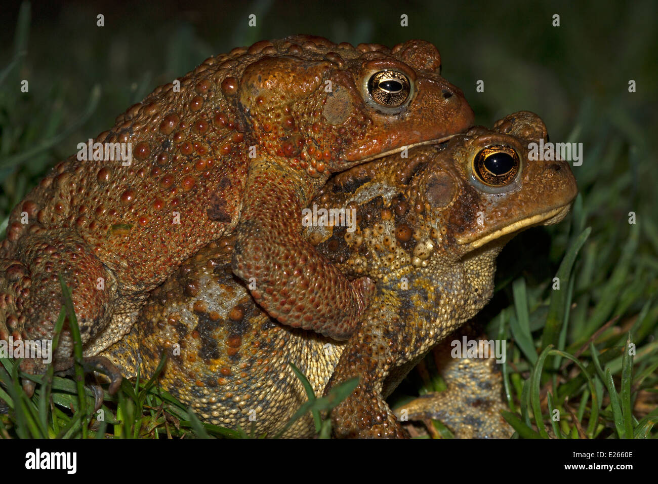 American toad, Bufo americanus, pair in amplexus, Pennsylvania Stock ...