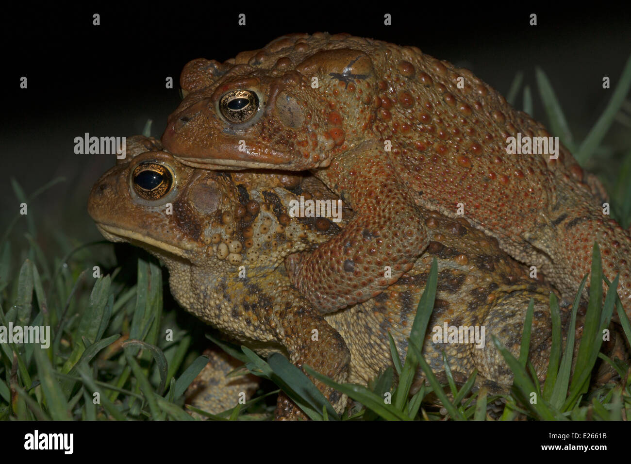 American toad calling bufo americanus hi-res stock photography and ...