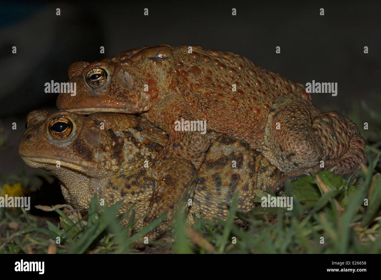 American toad, Bufo americanus, pair in amplexus, Pennsylvania Stock ...