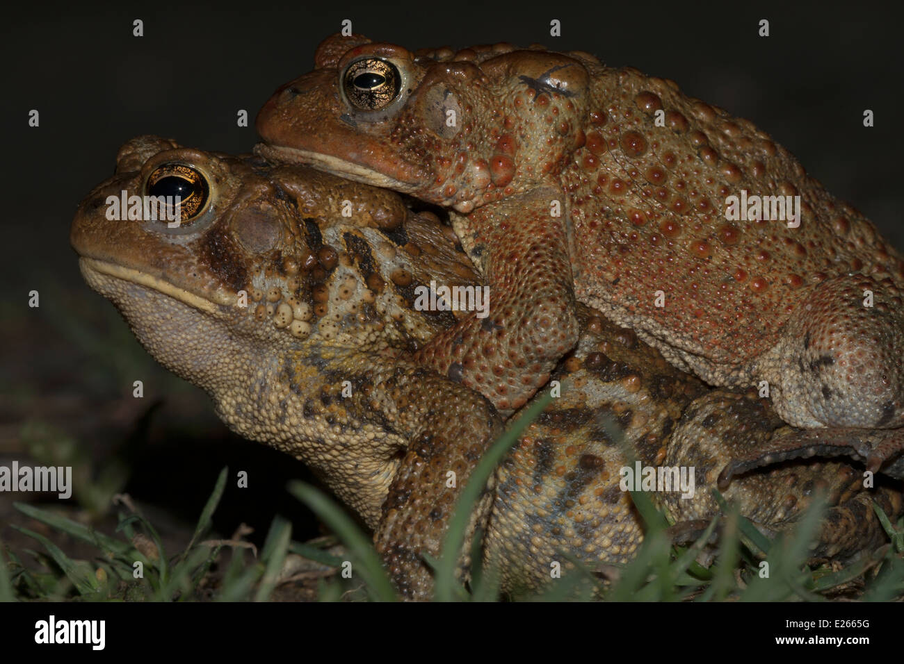 American toad, Bufo americanus, pair in amplexus, Pennsylvania Stock ...