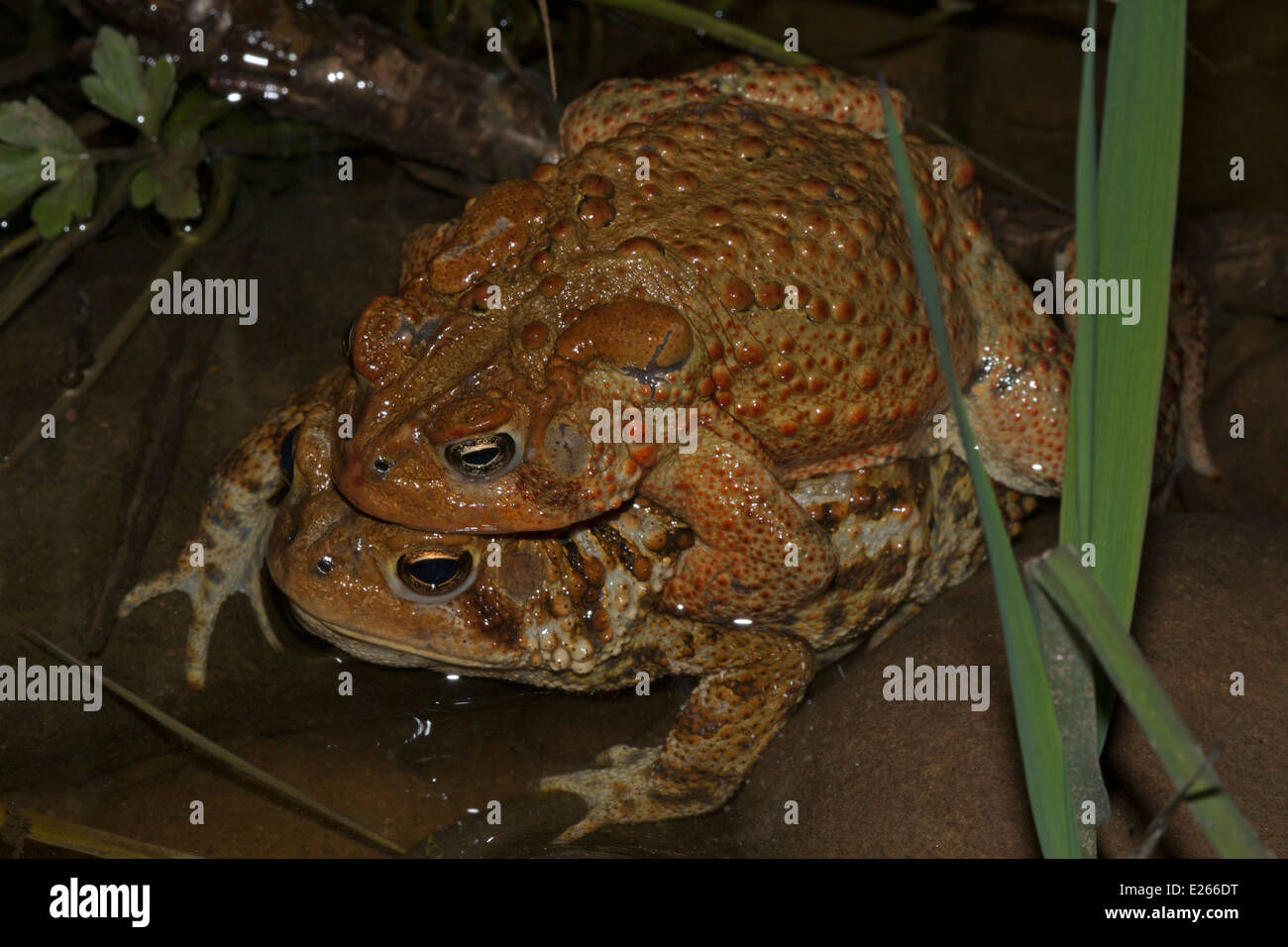 American toad, Bufo americanus, pair in amplexus, Pennsylvania Stock ...