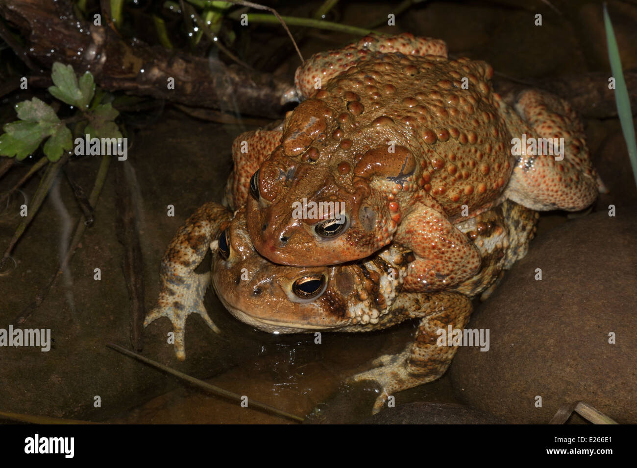American toad, Bufo americanus, pair in amplexus, Pennsylvania Stock ...