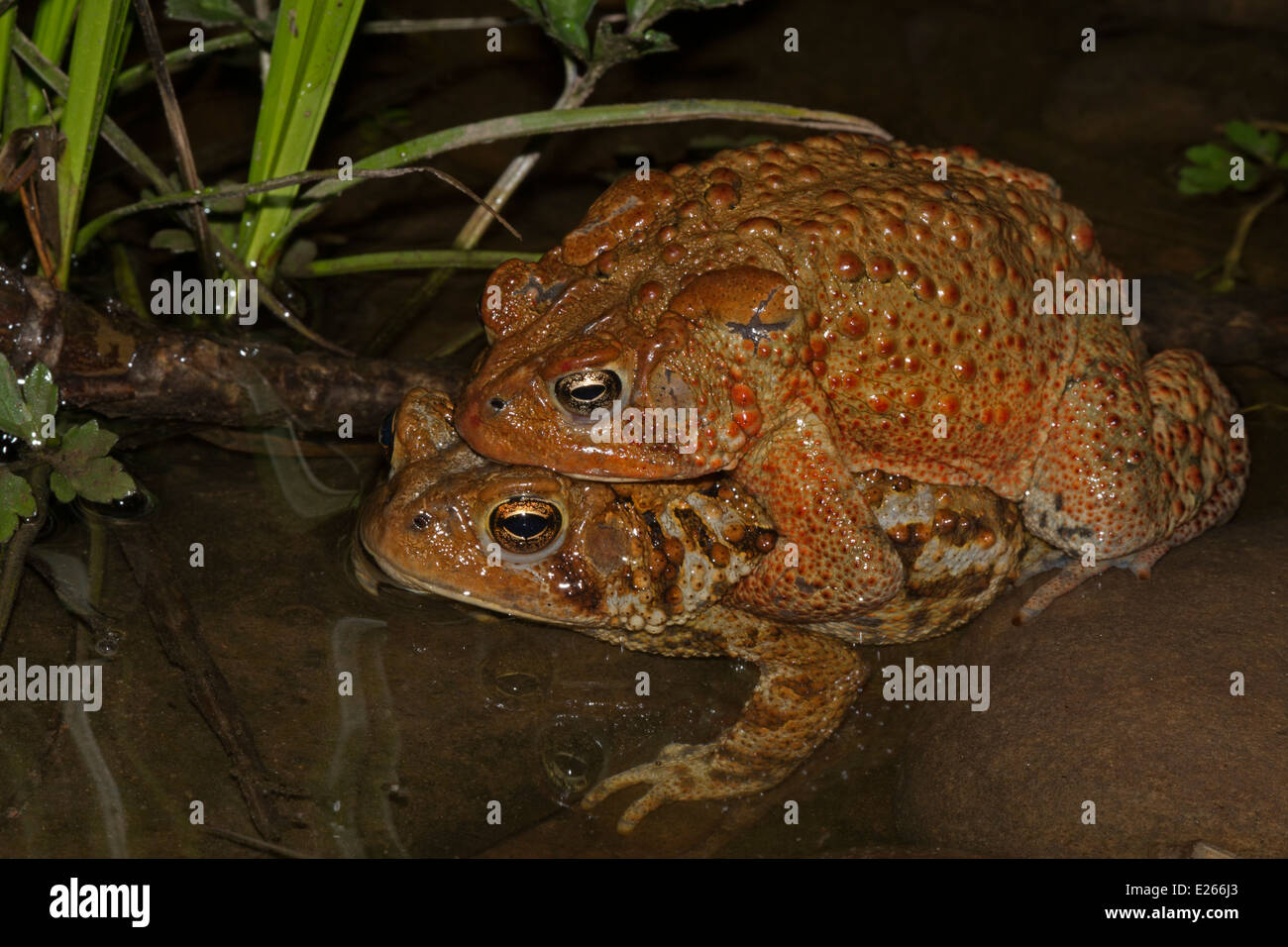 American toad calling bufo americanus hi-res stock photography and ...