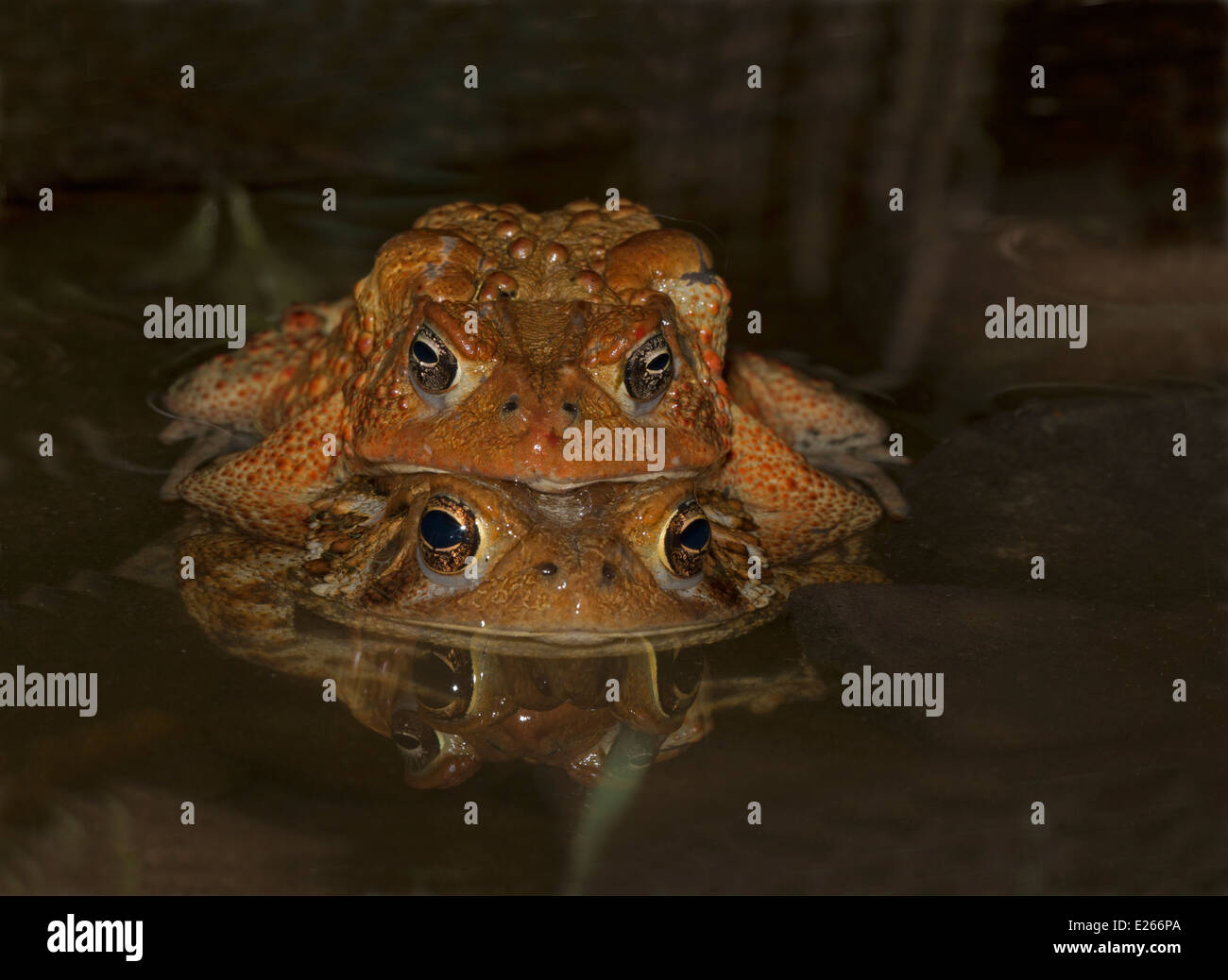 American toad, Bufo americanus, pair in amplexus, Pennsylvania Stock ...