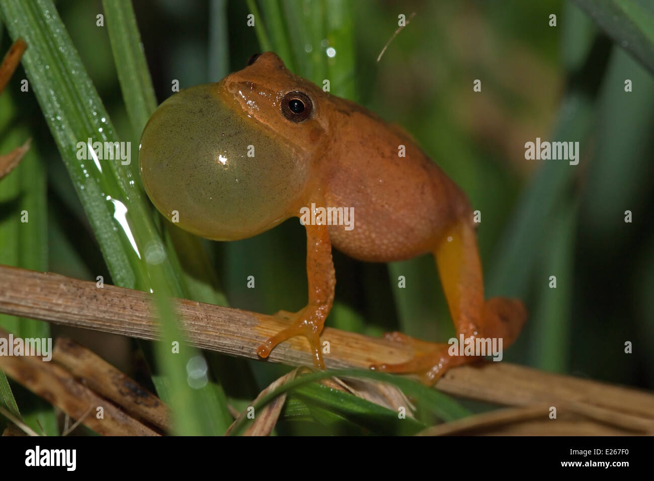 Song Vocal Stock Photos & Song Vocal Stock Images - Alamy