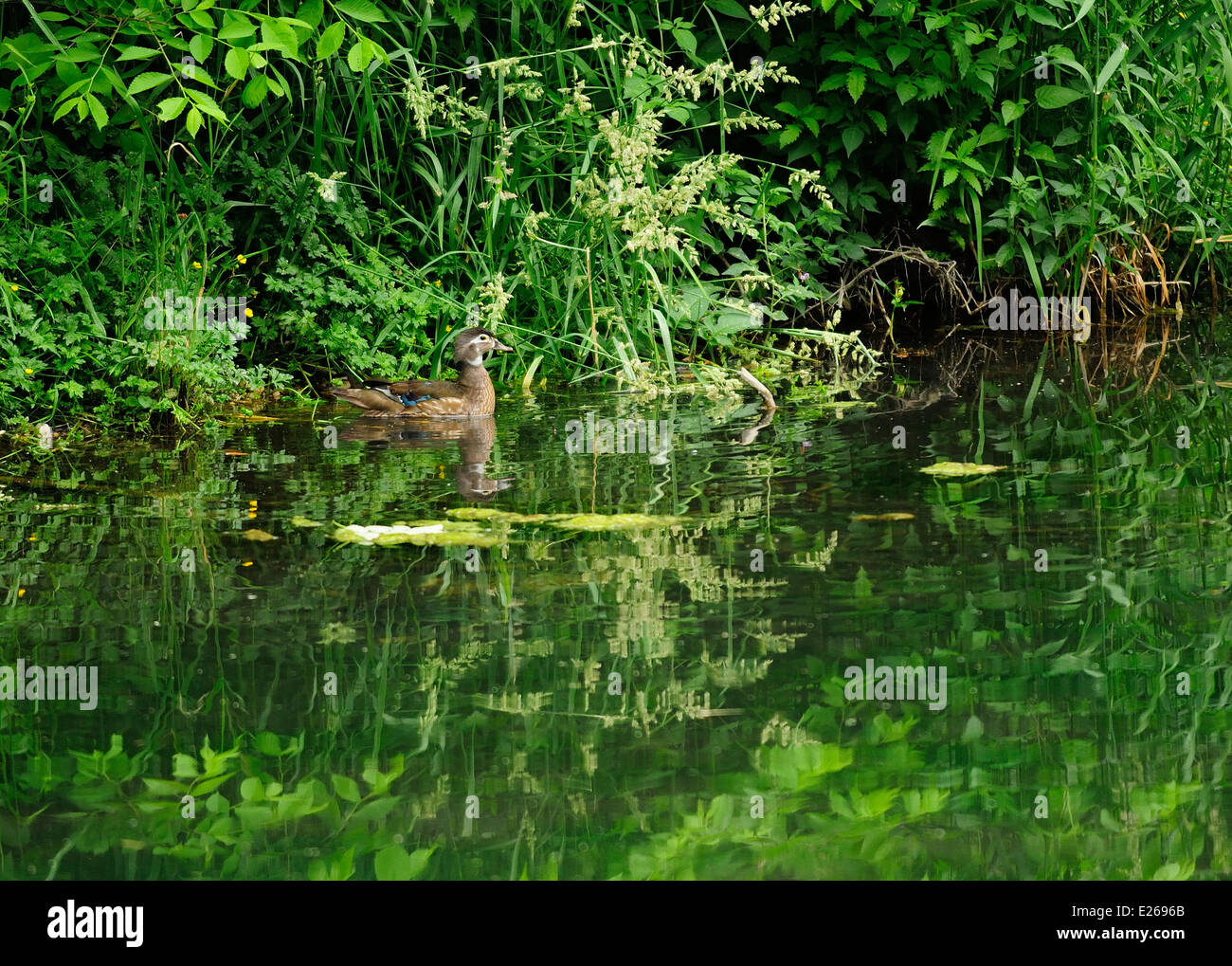 Mother Wood Duck hiding ducklings (Aix sponsa Stock Photo - Alamy
