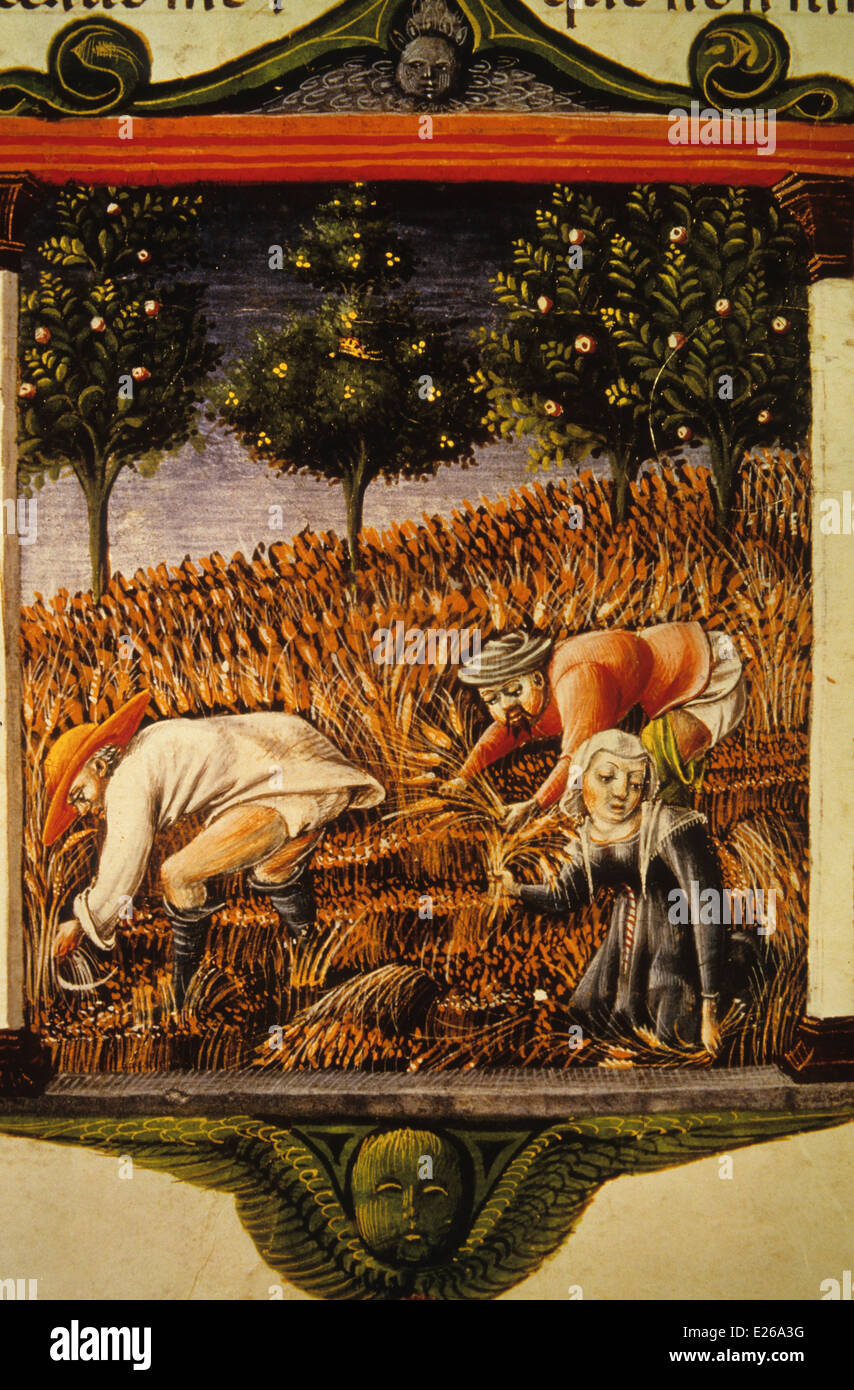 Medieval Miniature Harvest High Resolution Stock Photography and Images ...