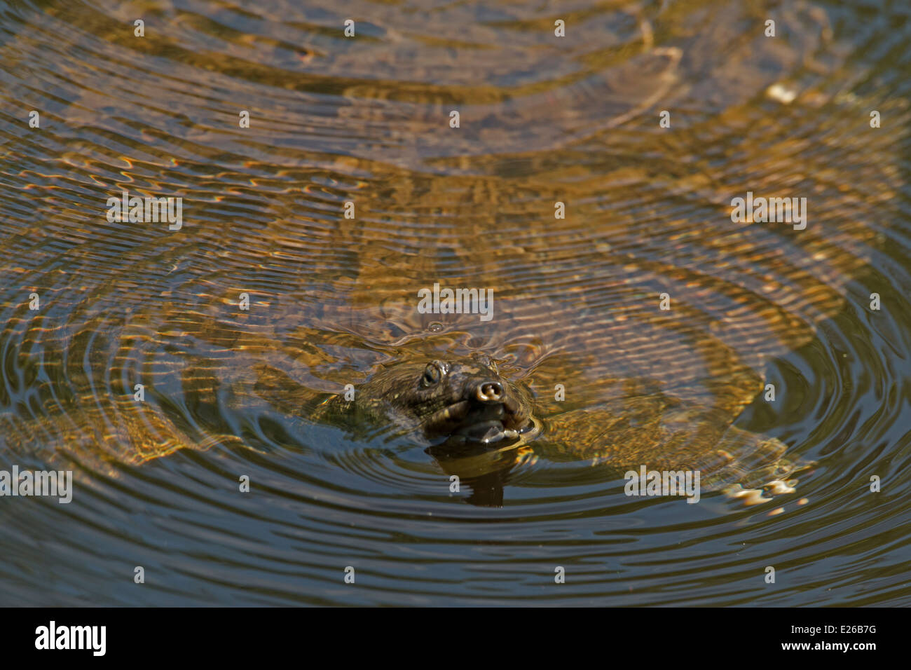 Spiny Softshell Turtle High Resolution Stock Photography and Images - Alamy
