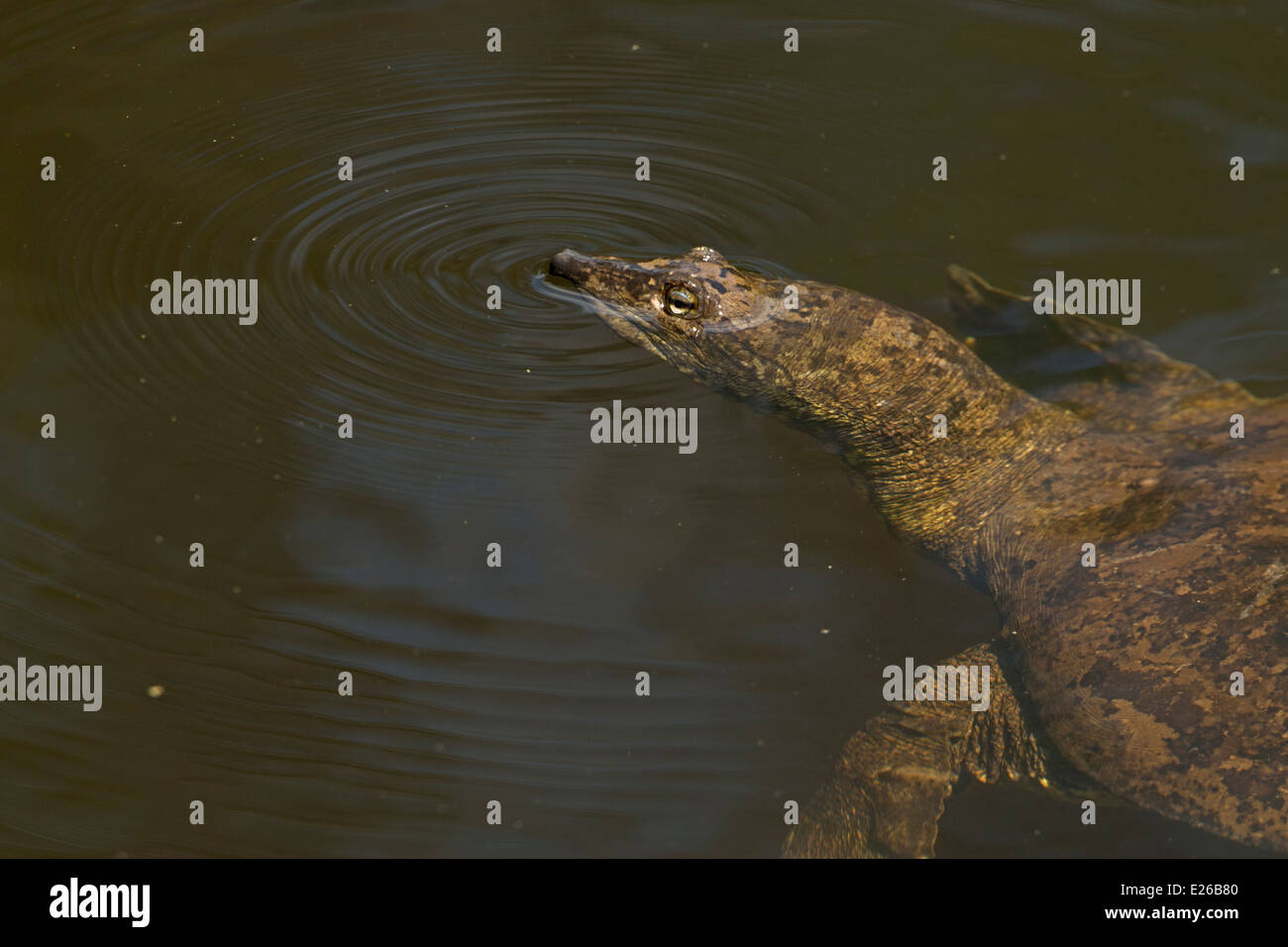 Spiny softshell turtle hi-res stock photography and images - Alamy