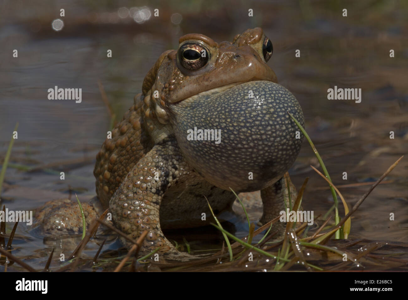American toad, Bufo americanus, male calling to attract females, New ...