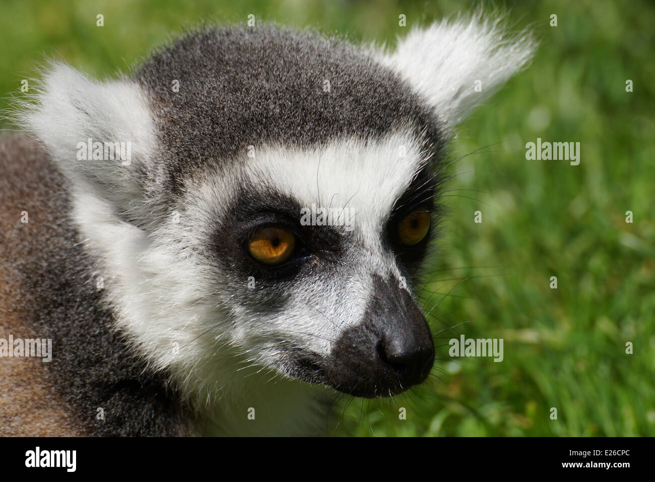 Ring Tailed Lemur Stock Photo - Alamy