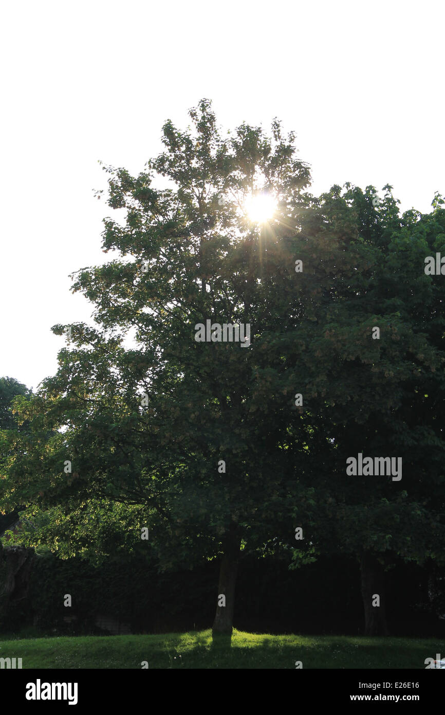 Sunshine through a tree Stock Photo - Alamy