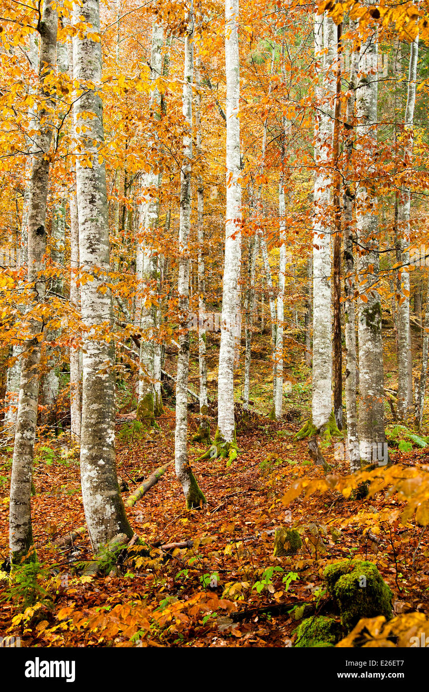 Golden autumnal forest Stock Photo - Alamy