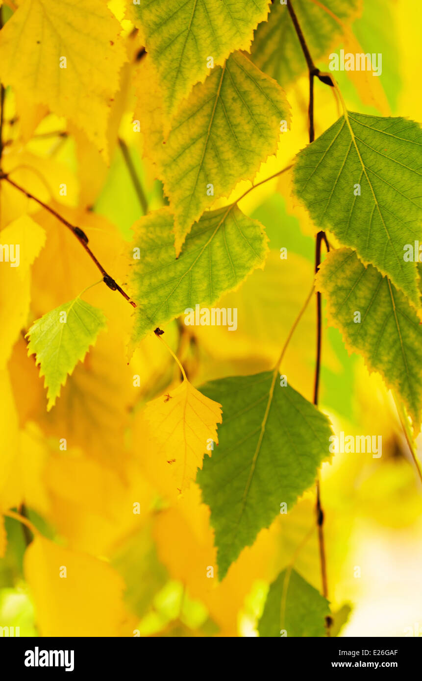 Autumn tree branch Stock Photo - Alamy