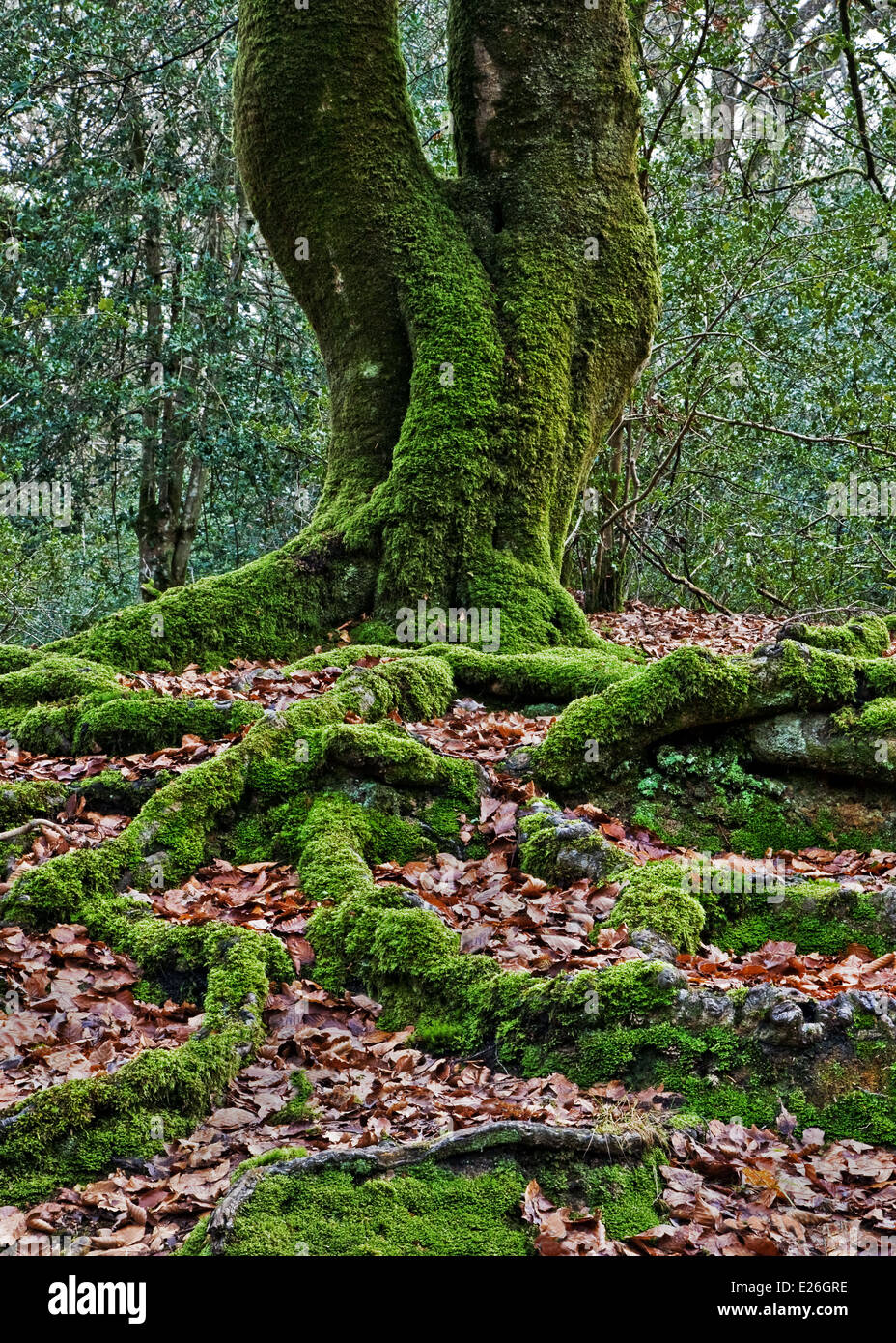 Moss-covered tree trunk and root system, in The New Forest, Hampshire ...