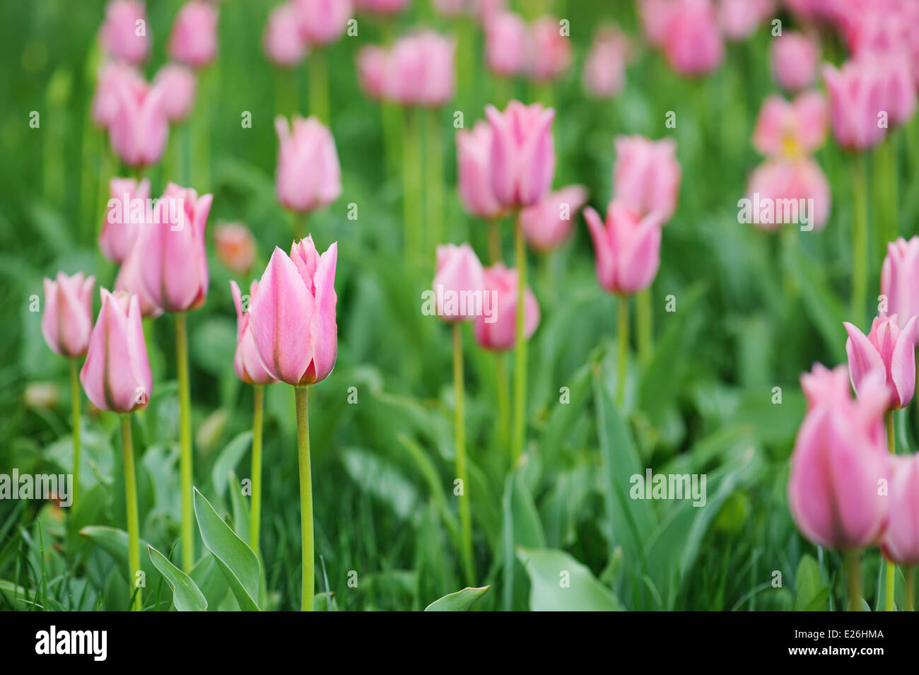 Pink beautiful tulips Stock Photo - Alamy