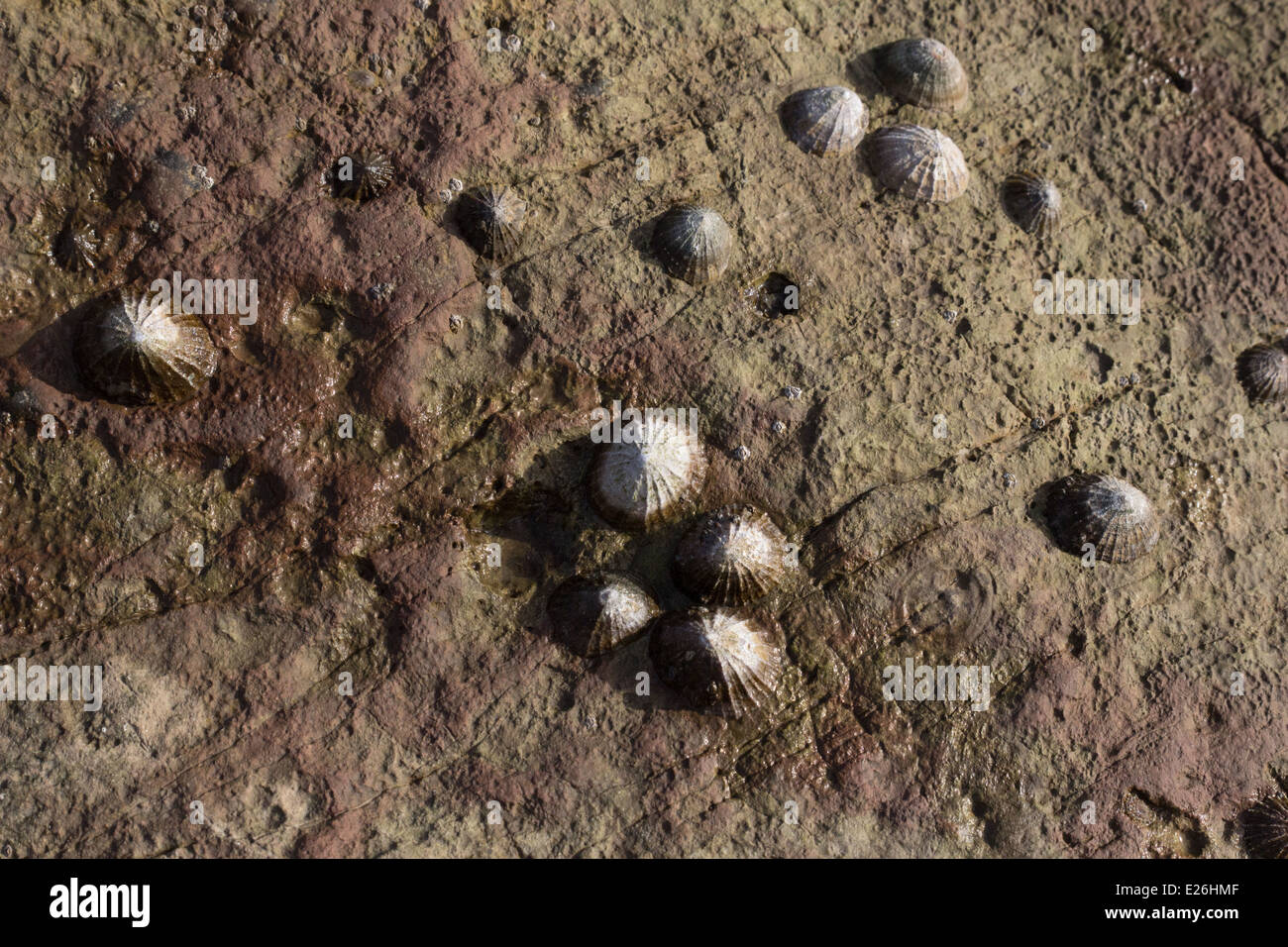 Clinging to a rock hi-res stock photography and images - Alamy