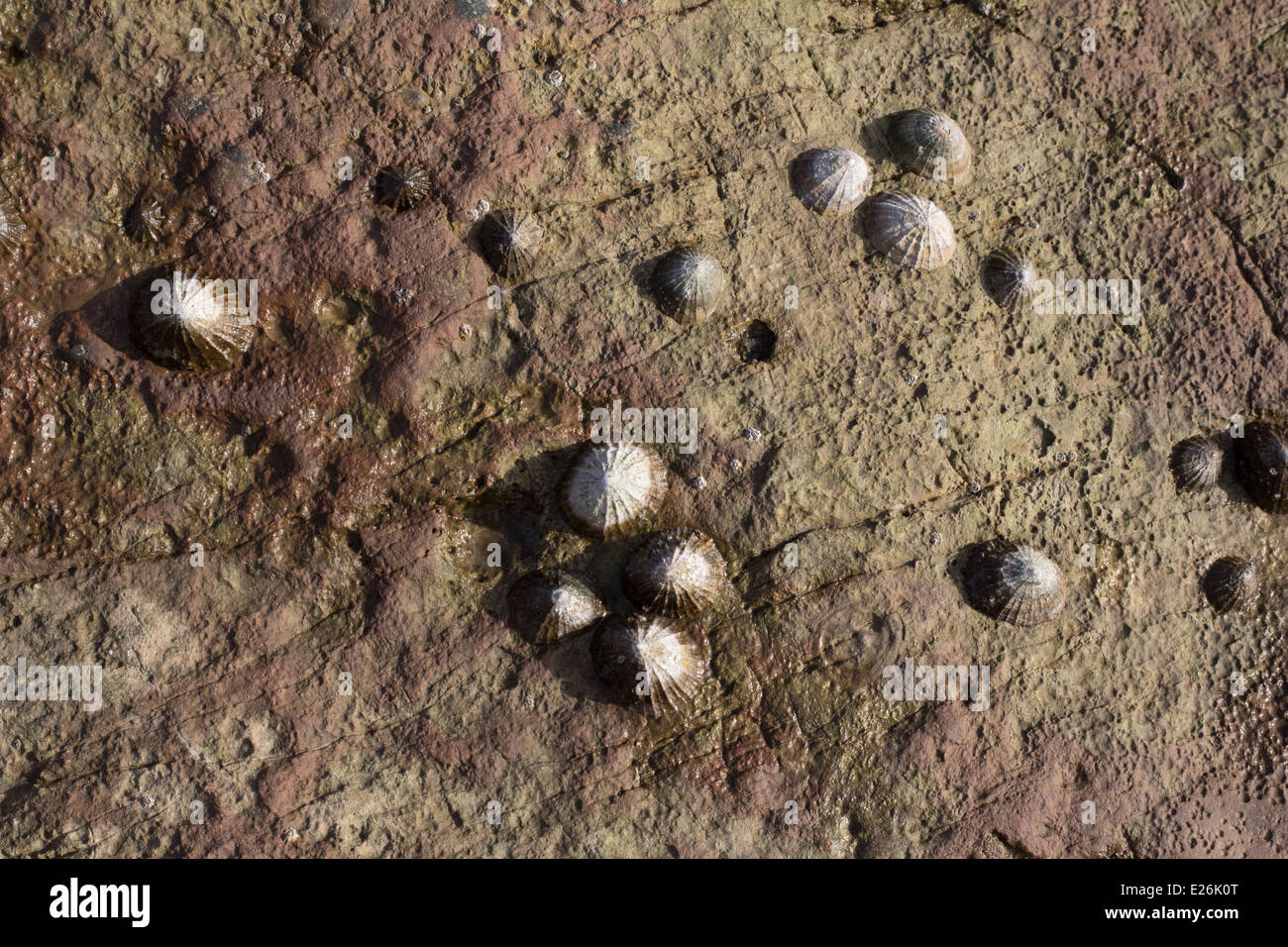 Limpets clinging to a rock hi-res stock photography and images - Alamy