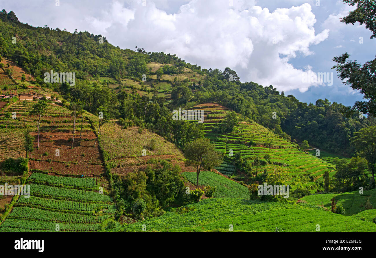 Guatemalan Agriculture High Resolution Stock Photography and Images - Alamy