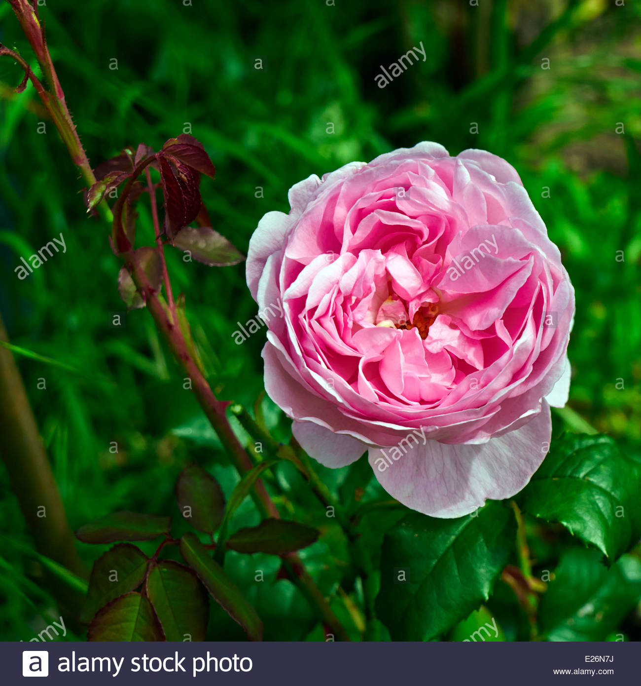 Old English Shrub Rose High Resolution Stock Photography and Images - Alamy
