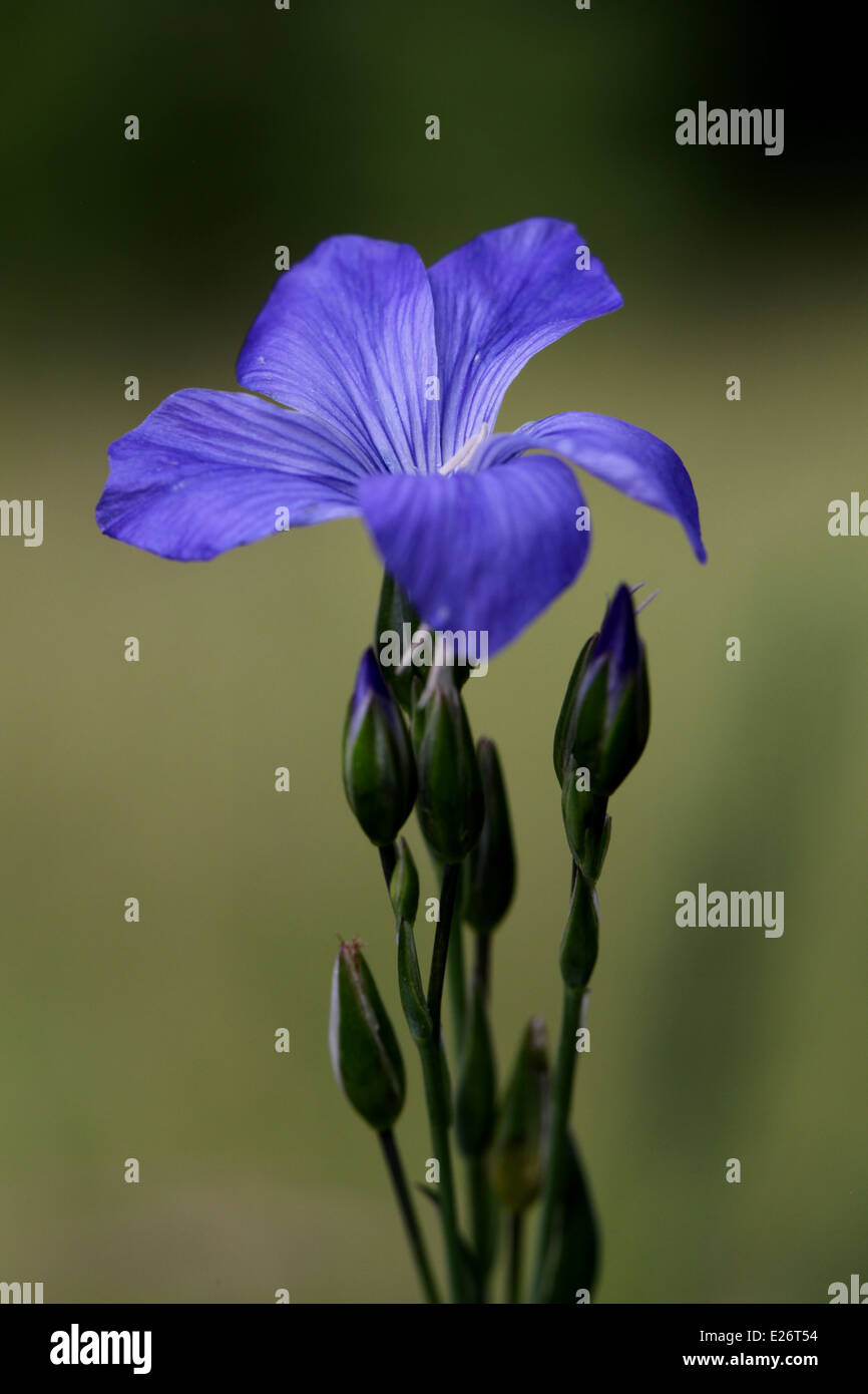 Blue Flax High Resolution Stock Photography and Images - Alamy